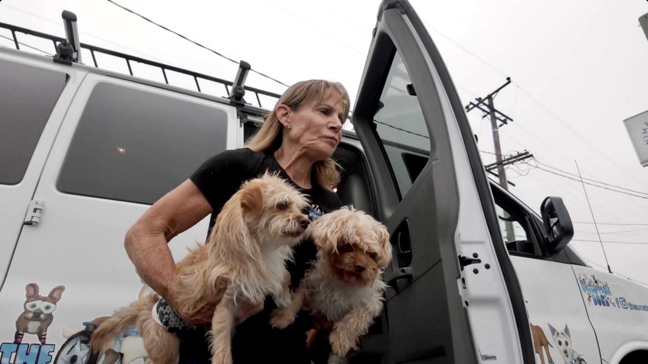 LA Stories: Debbie Pearl's unstoppable mission to heal dogs