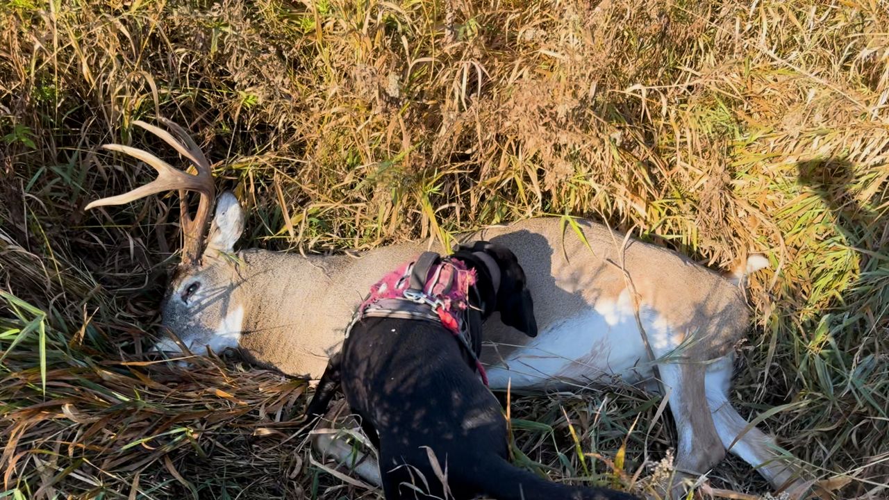 Deer-tracking dog goes the extra mile to help hunters