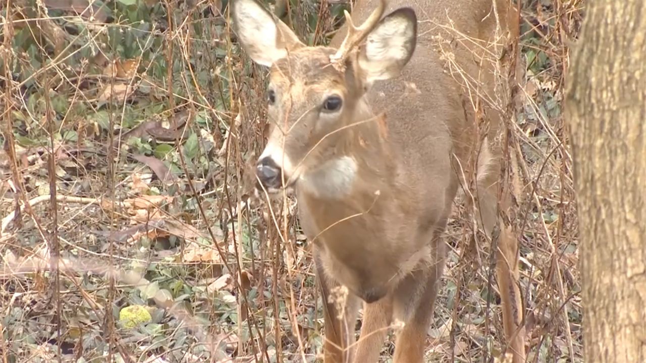 Hunters check more than 15,000 deer during extra weekend
