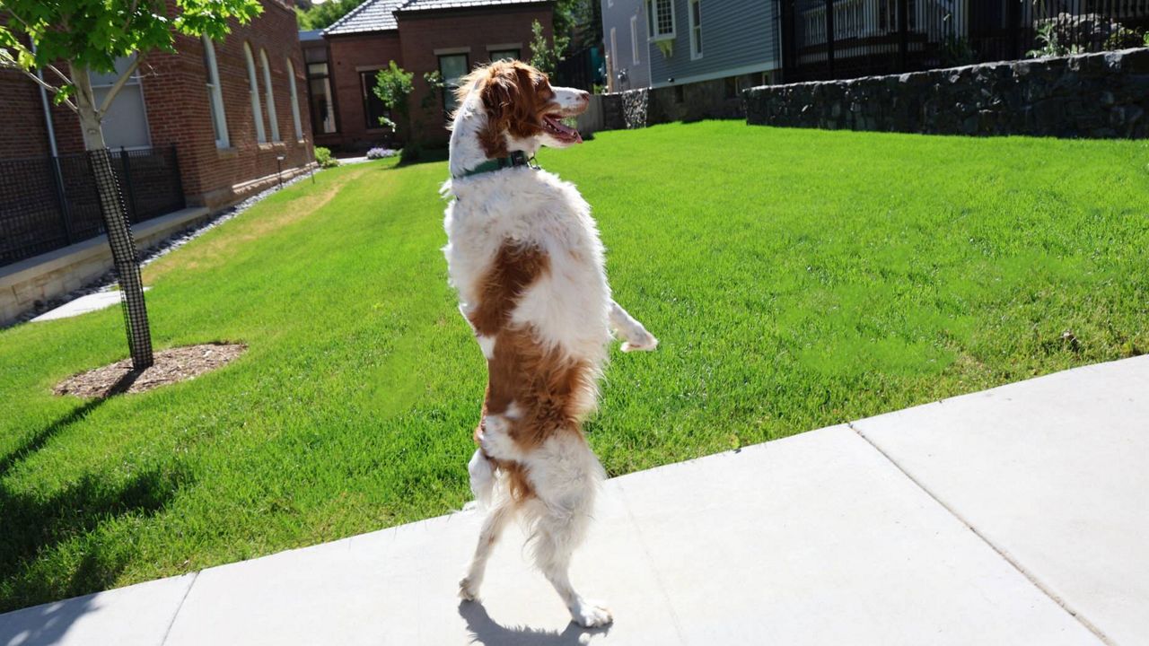 Dog that walks upright brings smiles, inspiration to people