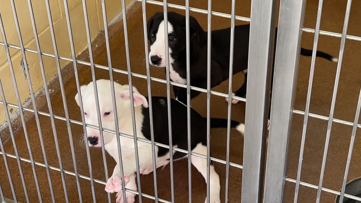 Local animal welfare organizations to use statewide database