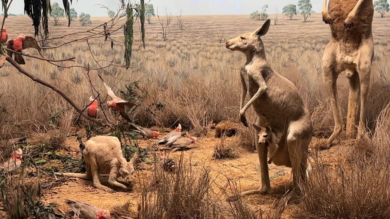 Natural History Museum of LA delves into history of dioramas