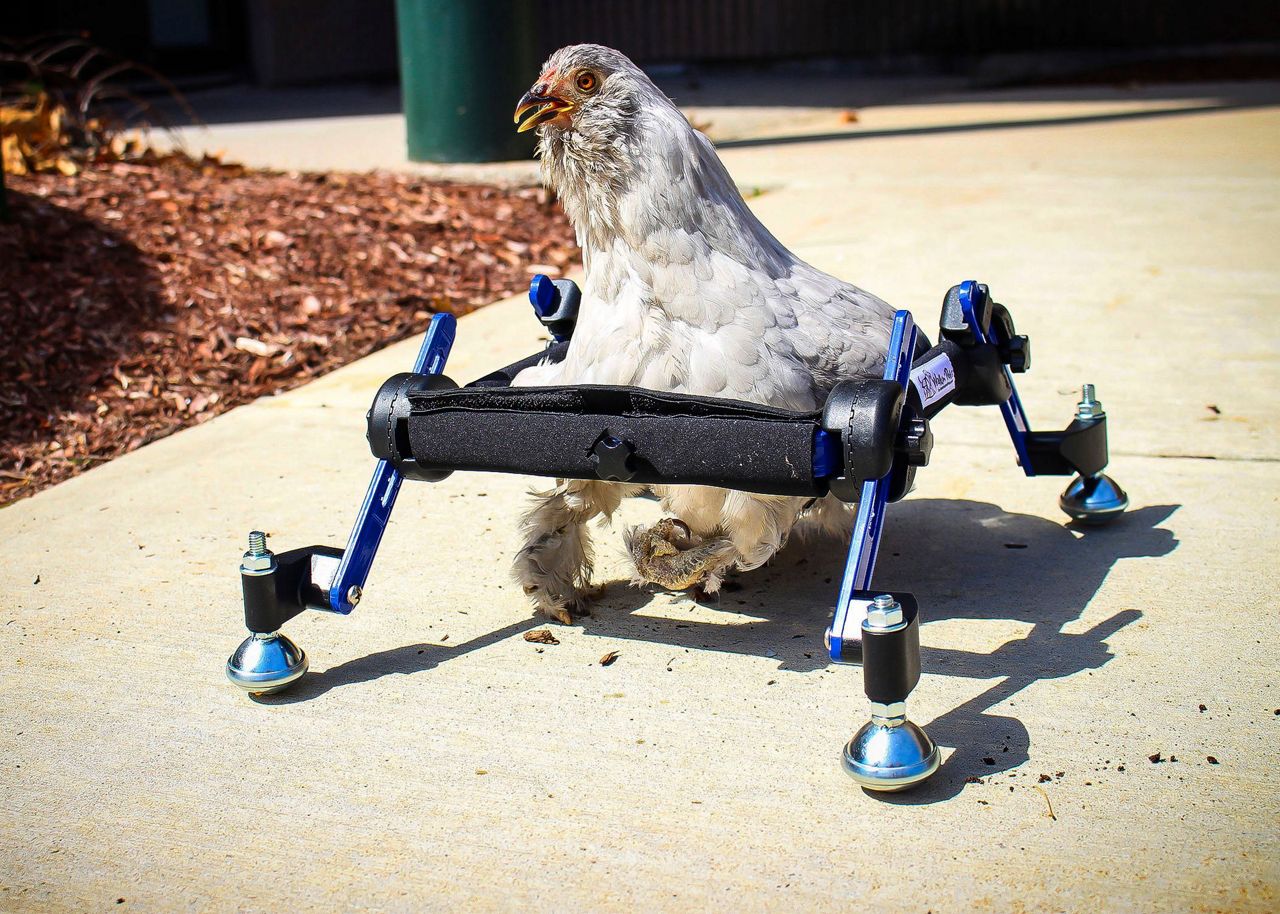 Girl not amused by SNL joke about her disabled pet chicken