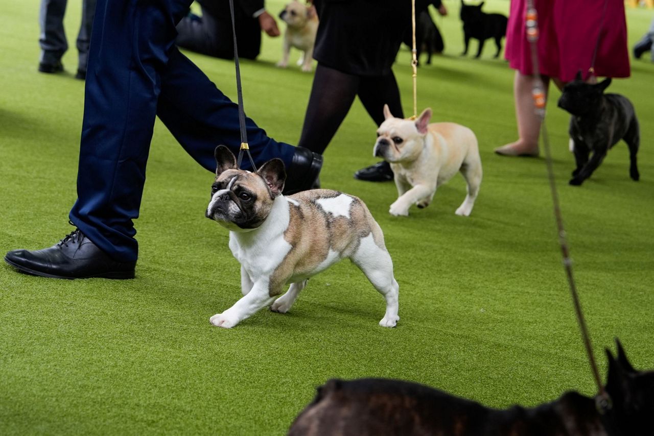 Judge tosses PETA's lawsuit against the American Kennel Club over dog ...