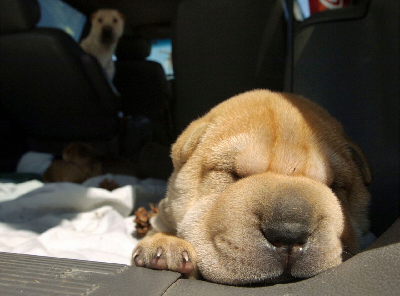 Judge tosses PETA's lawsuit against the American Kennel Club over dog ...