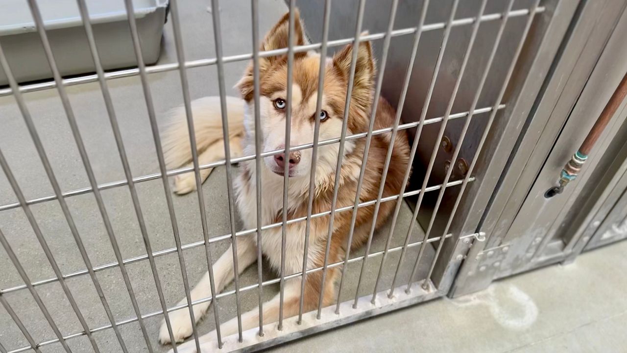 Immigration enforcement leaves numbers of pets without homes