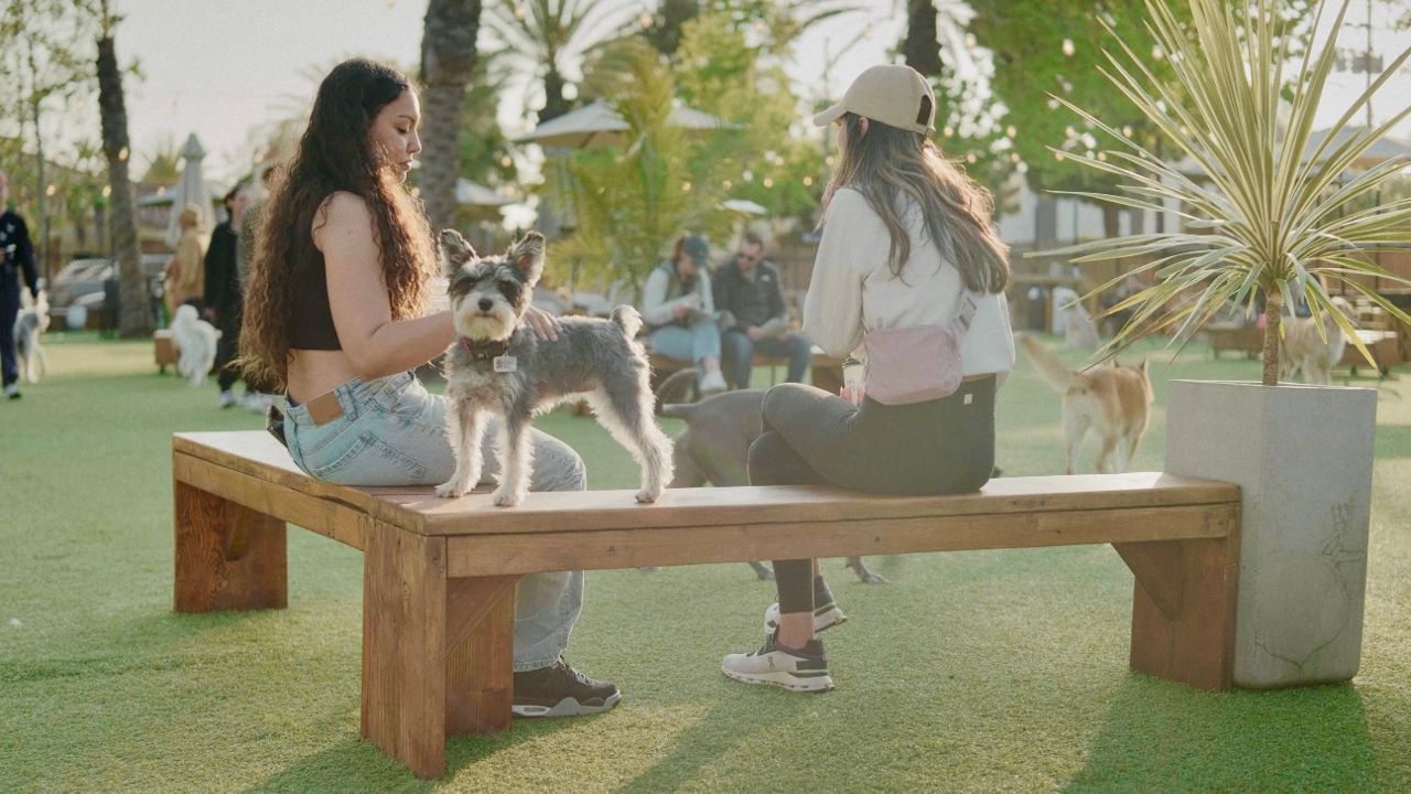 How to know the signs of heatstroke in dogs