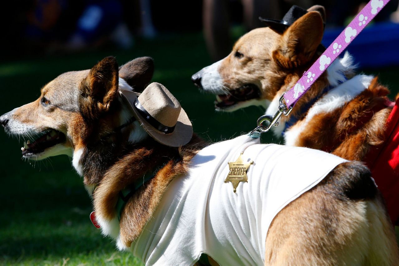 Doggy Con: a pop culture convention for furry fanatics