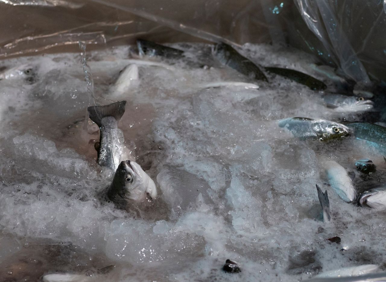 A food bank netted a huge haul of 13,000 fresh salmon. The catch? The ...