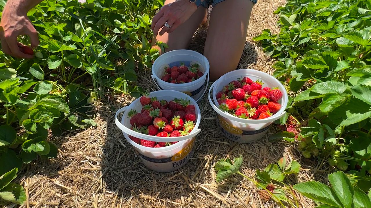 Wisconsin Strawberry grower getting help from rain
