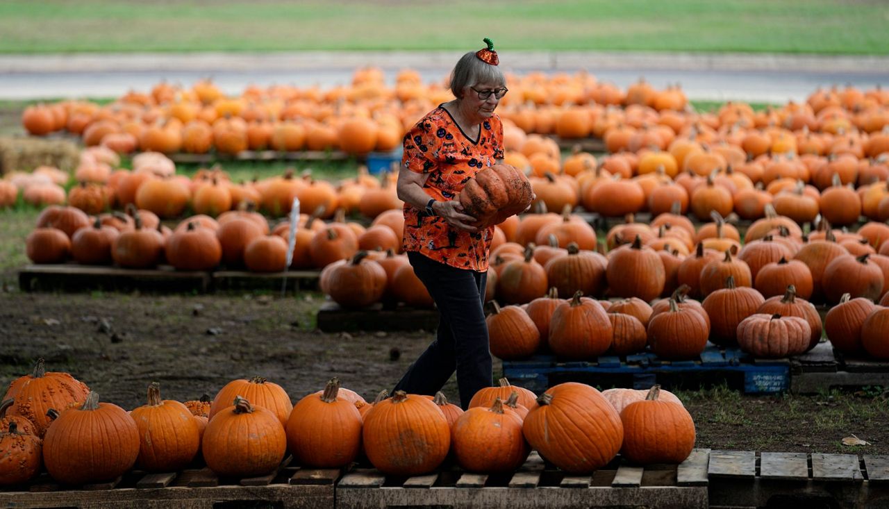 Water woes, hot summers and labor costs are haunting pumpkin farmers in ...