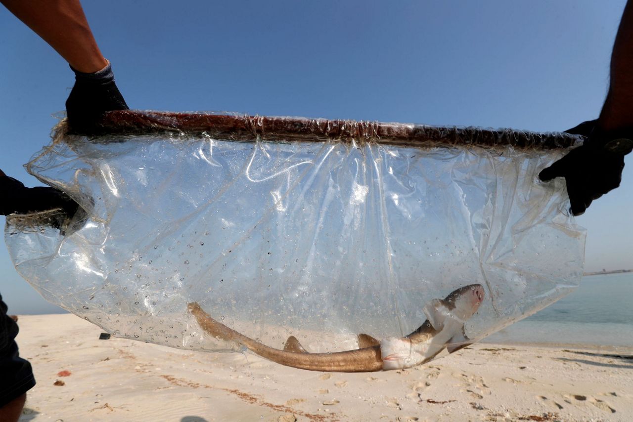 AP PHOTOS: Dubai-bred baby sharks released into Persian Gulf
