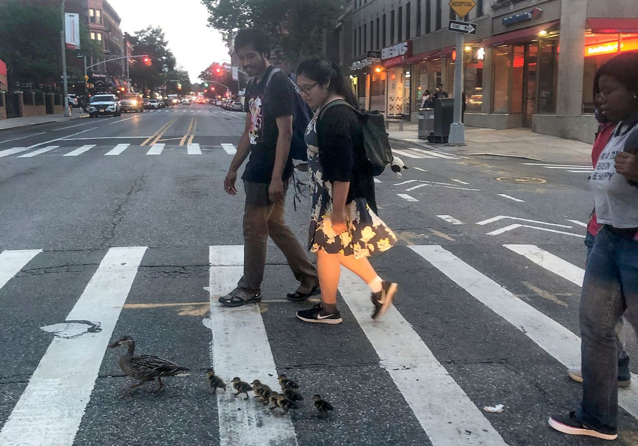 Ducks, stuck, loose: Police rescue 3 ducklings from grate