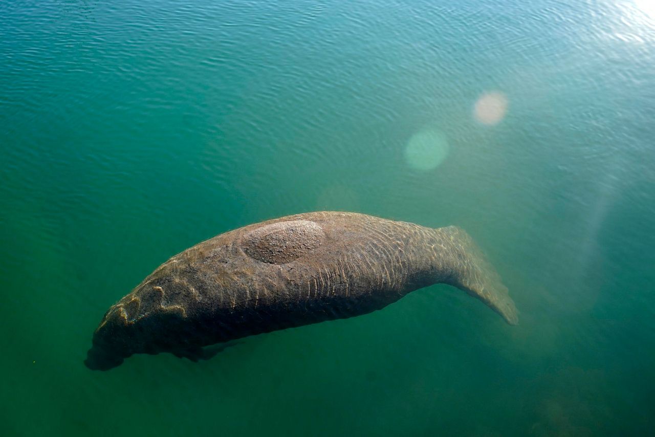 US agrees to update critical habitat for Florida manatees