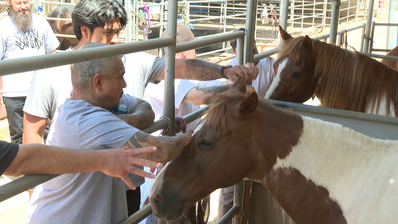 Local ranch uses horses to help people heal