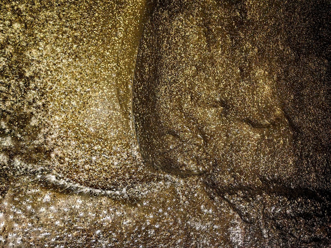 Arachnid super-web reveals the surprising 'constant party' life of ...