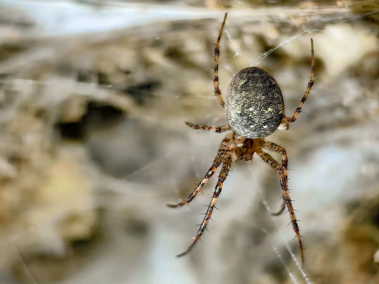 Arachnid super-web reveals the surprising 'constant party' life of ...
