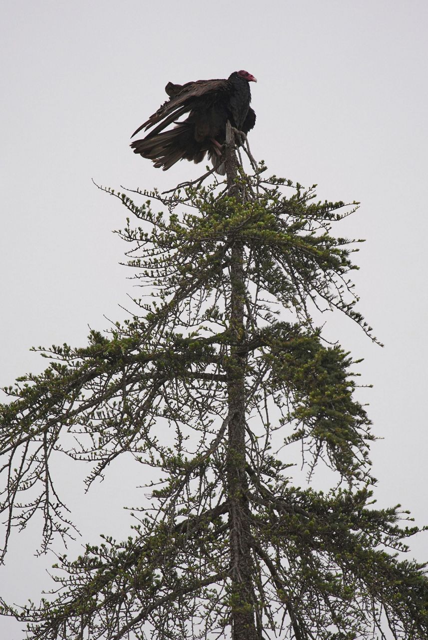 Left alone by humans, wildlife returns to the Eaton Fire burn area