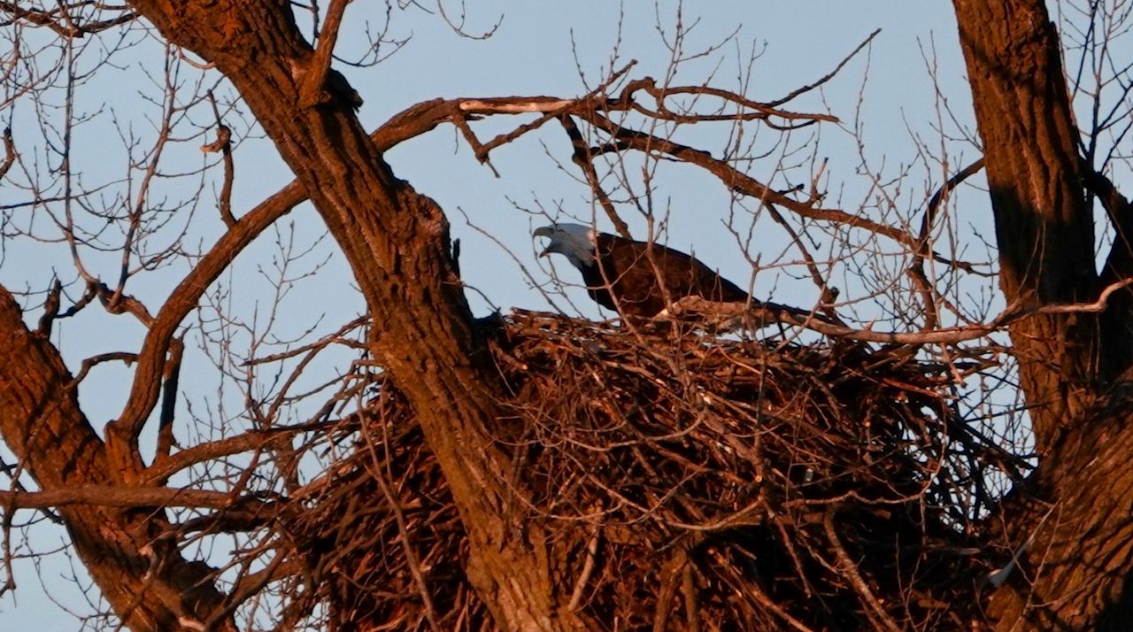 Bald eagles across Wisconsin