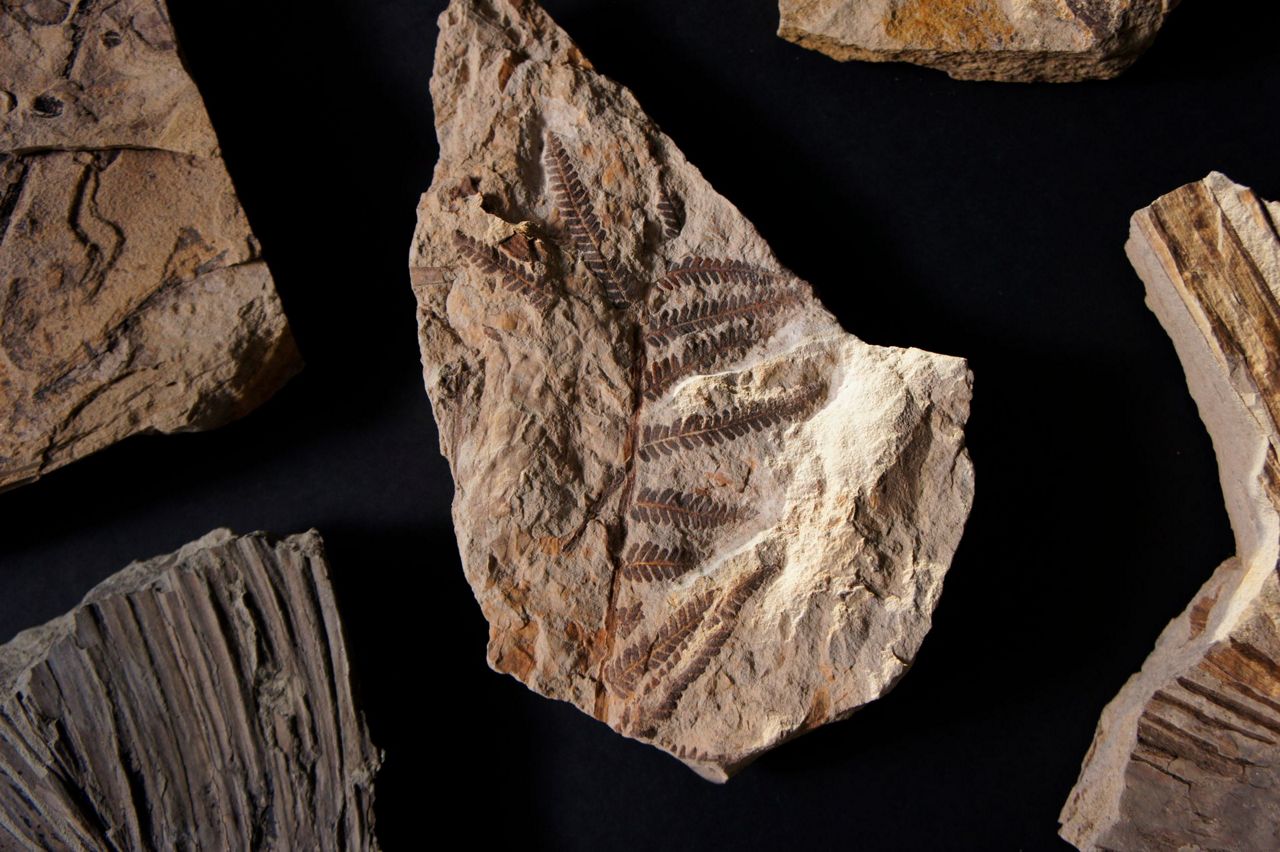 Fossils show life's quick recovery after big extinction