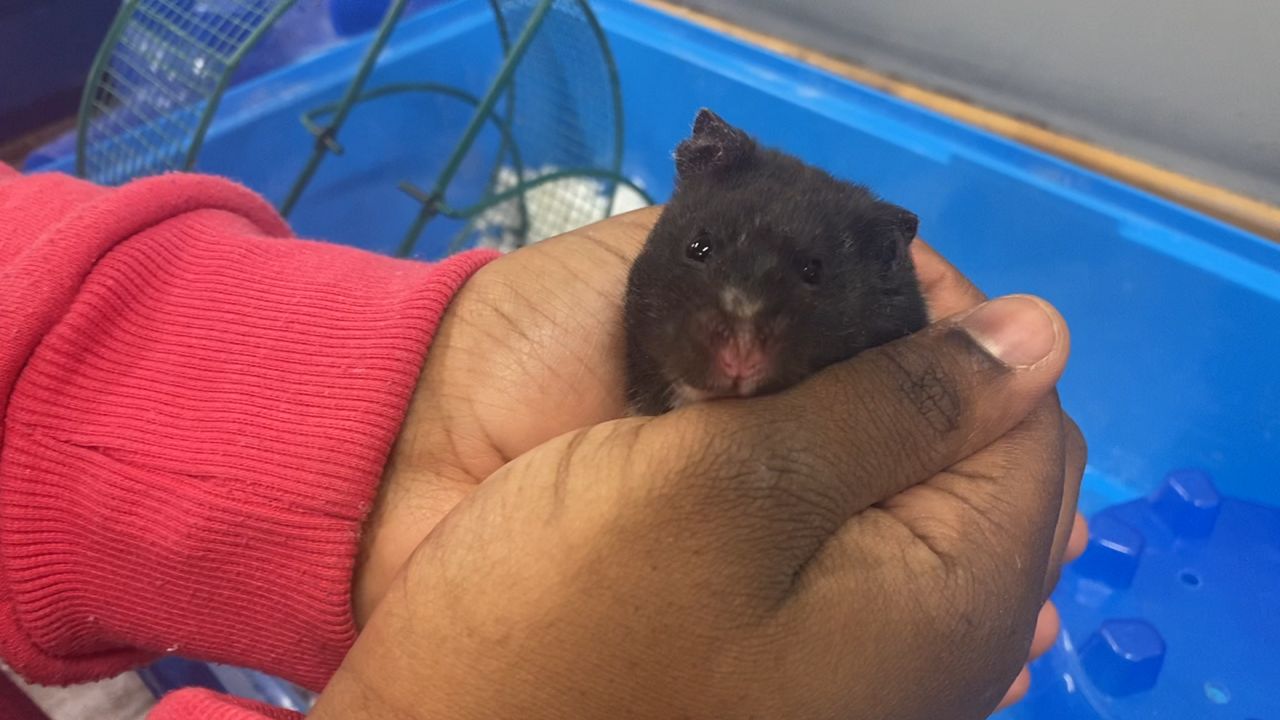 FFA program teaches students importance of agriculture
