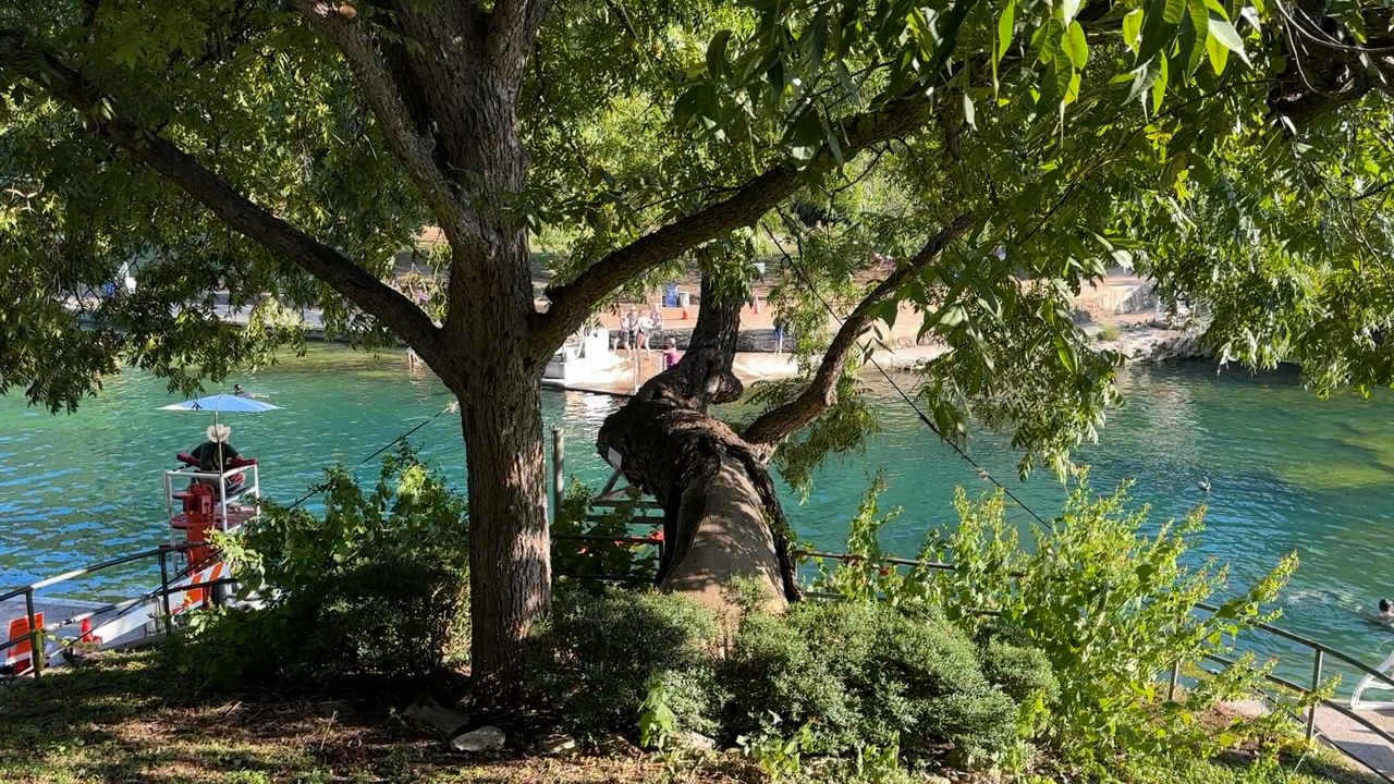 Famous Barton Springs Pool tree faces uncertain future