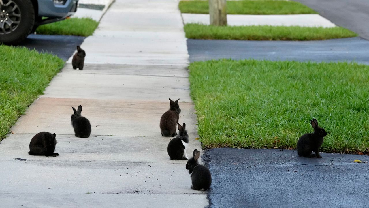 Domestic rabbits invading Florida suburb