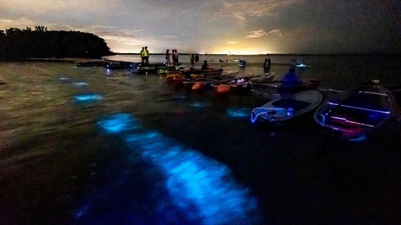 Tour shows bioluminescent lights in waters off Titusville