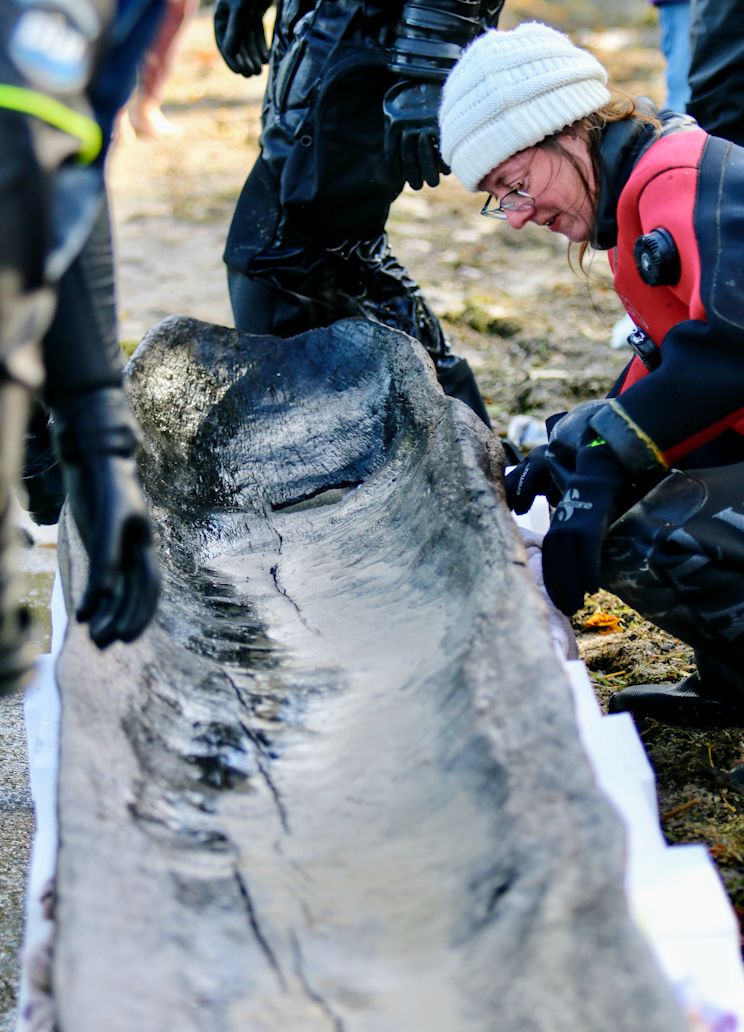 Ancient canoes being preserved for public display
