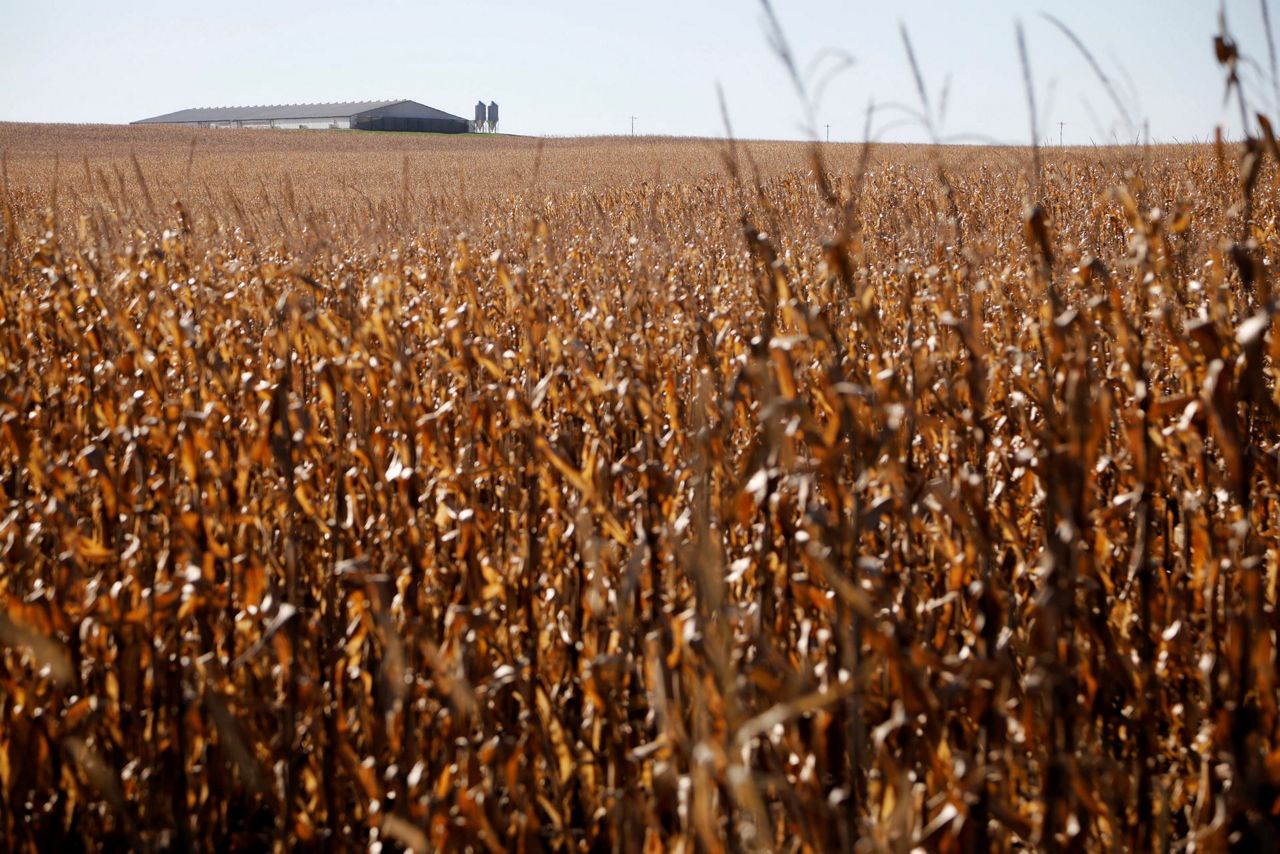 Factory farms provide abundant food, but environment suffers Factory farms provide abundant food, but environment suffers