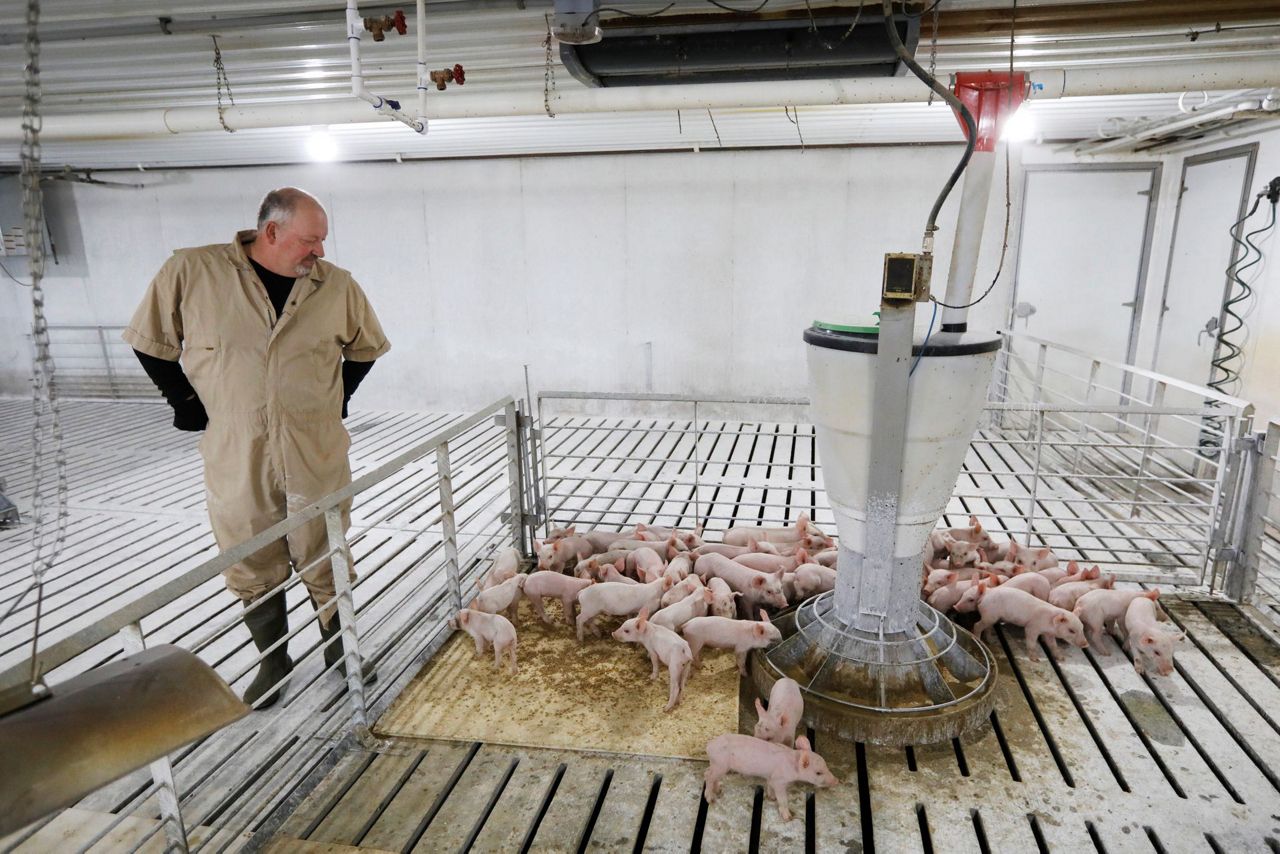 Factory farms provide abundant food, but environment suffers