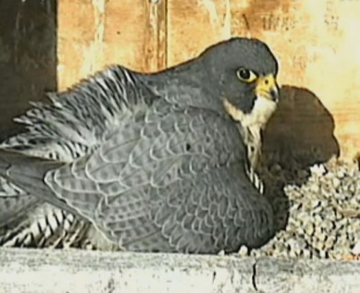 Young Peregrine Falcon Dies