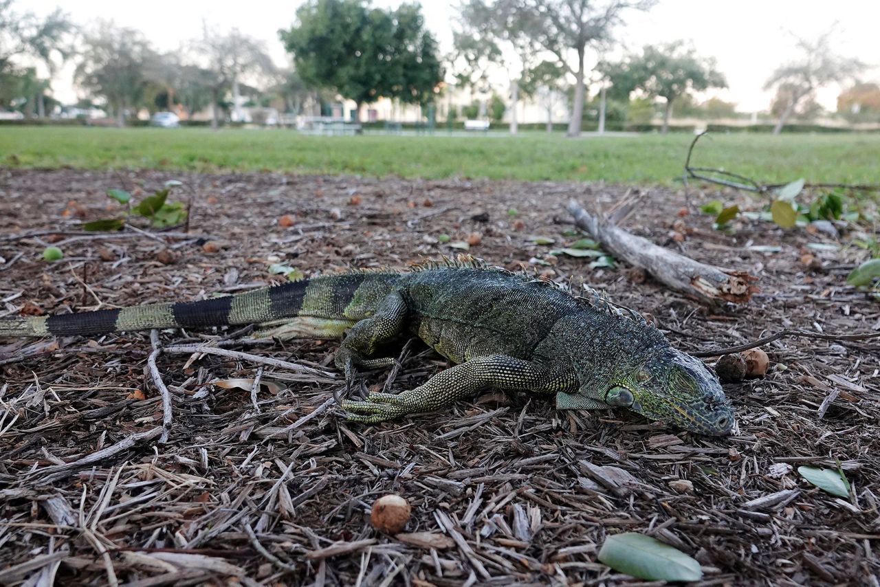 Cold-stunned iguanas falling from Florida trees