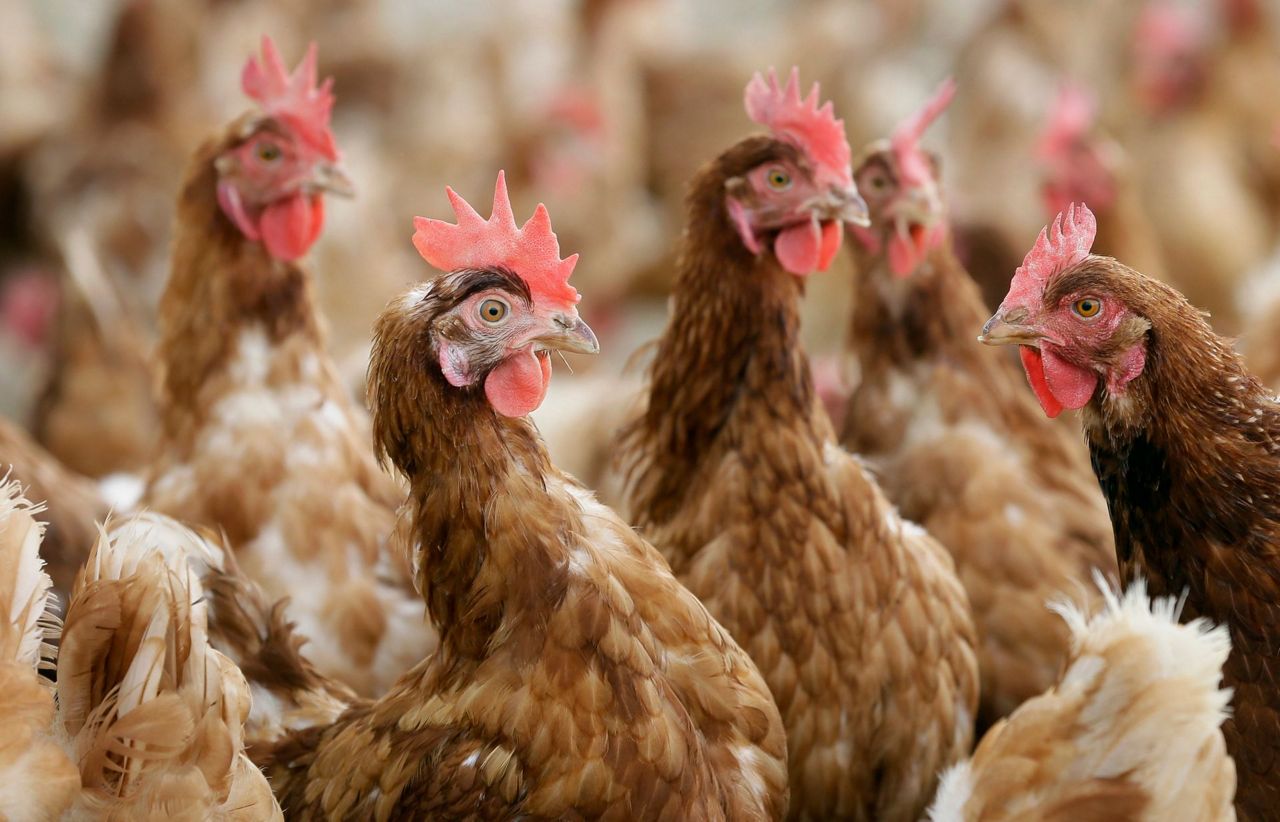 New US Rules To Protect Animal Farmers Expected This Week