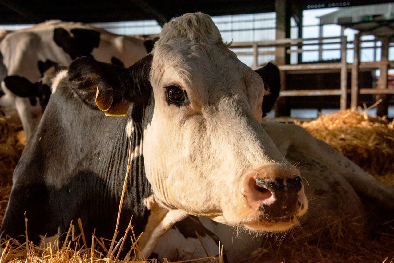 Review: 'COW' needs no words to convey one animal's life