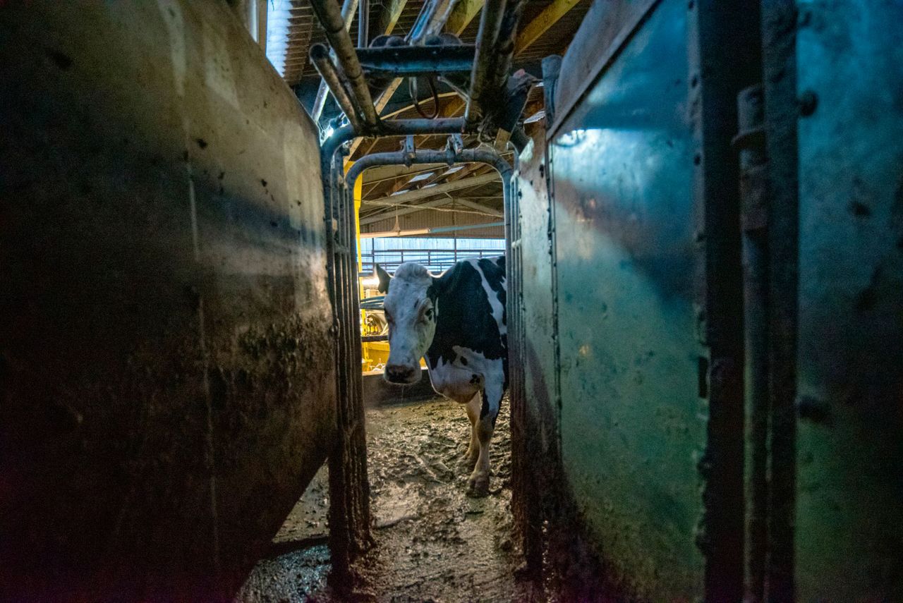 Review: 'COW' needs no words to convey one animal's life