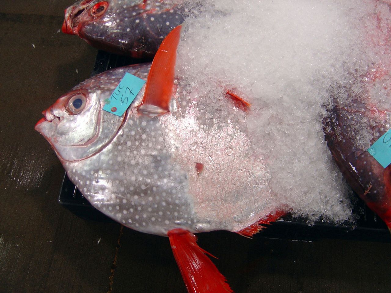 Sleuthing leads to new findings about peculiar ocean fish