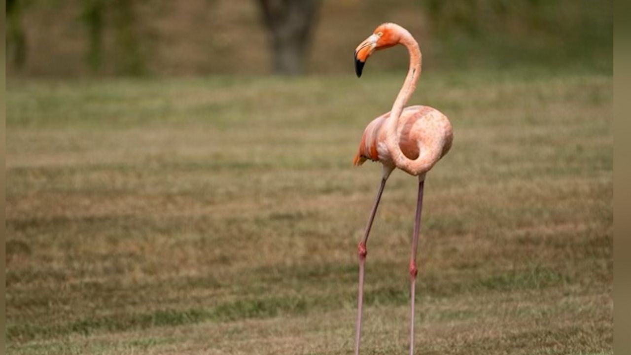 Pair of flamingos spotted in Kentucky