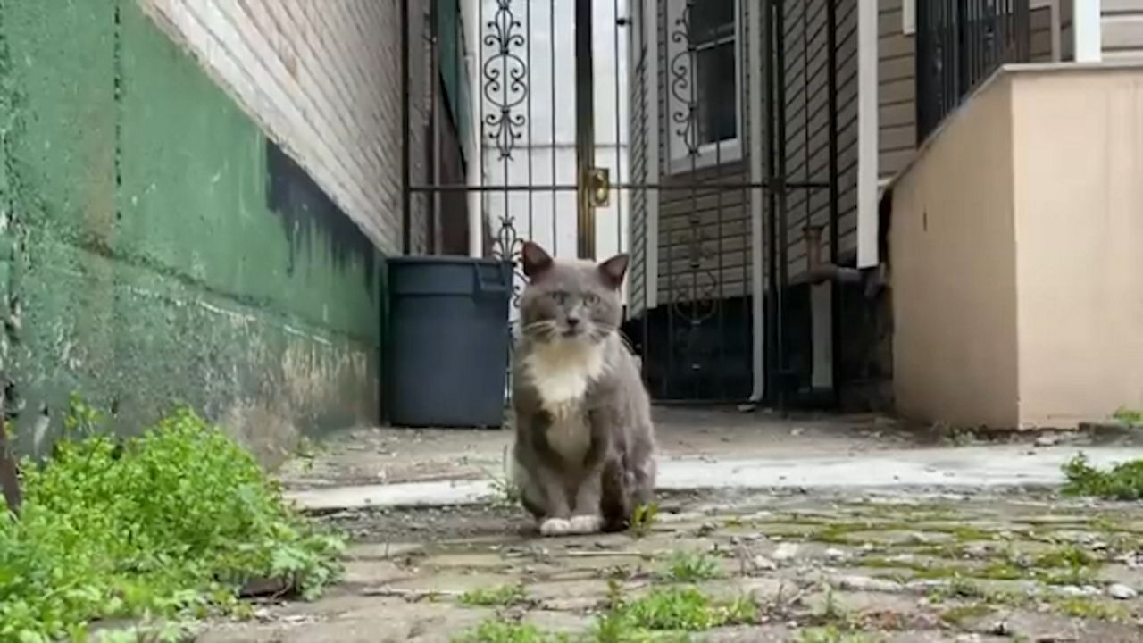 How the city plans to tackle cat overpopulation