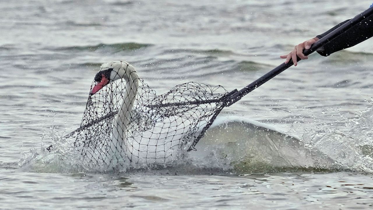 Swans in Florida that date to Queen Elizabeth II gift are rounded up ...
