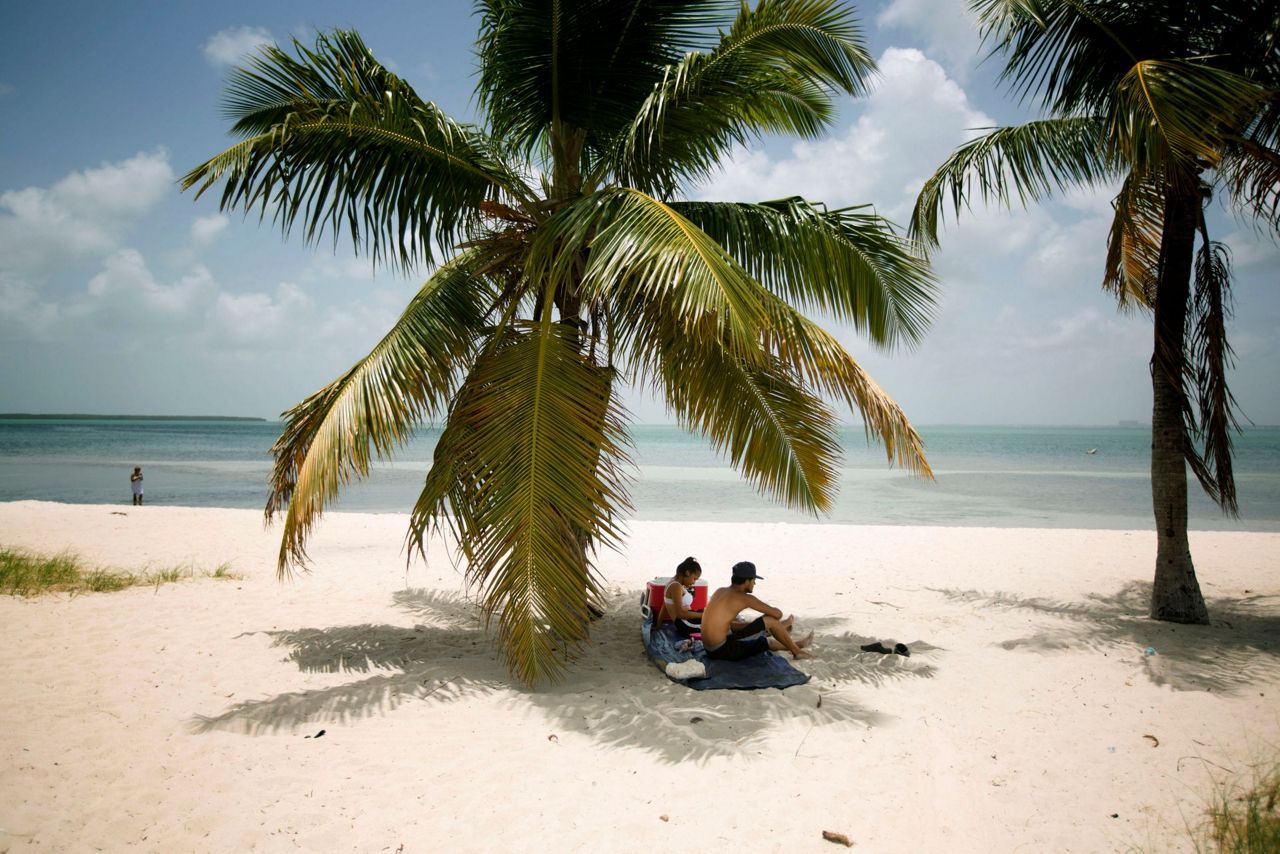 Florida's iconic palm trees threatened by invasive disease