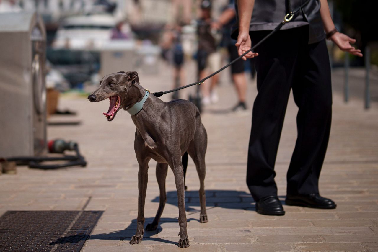 Palm Dog: Kodi, star of 'Dog on Trial,' is the top dog of Cannes