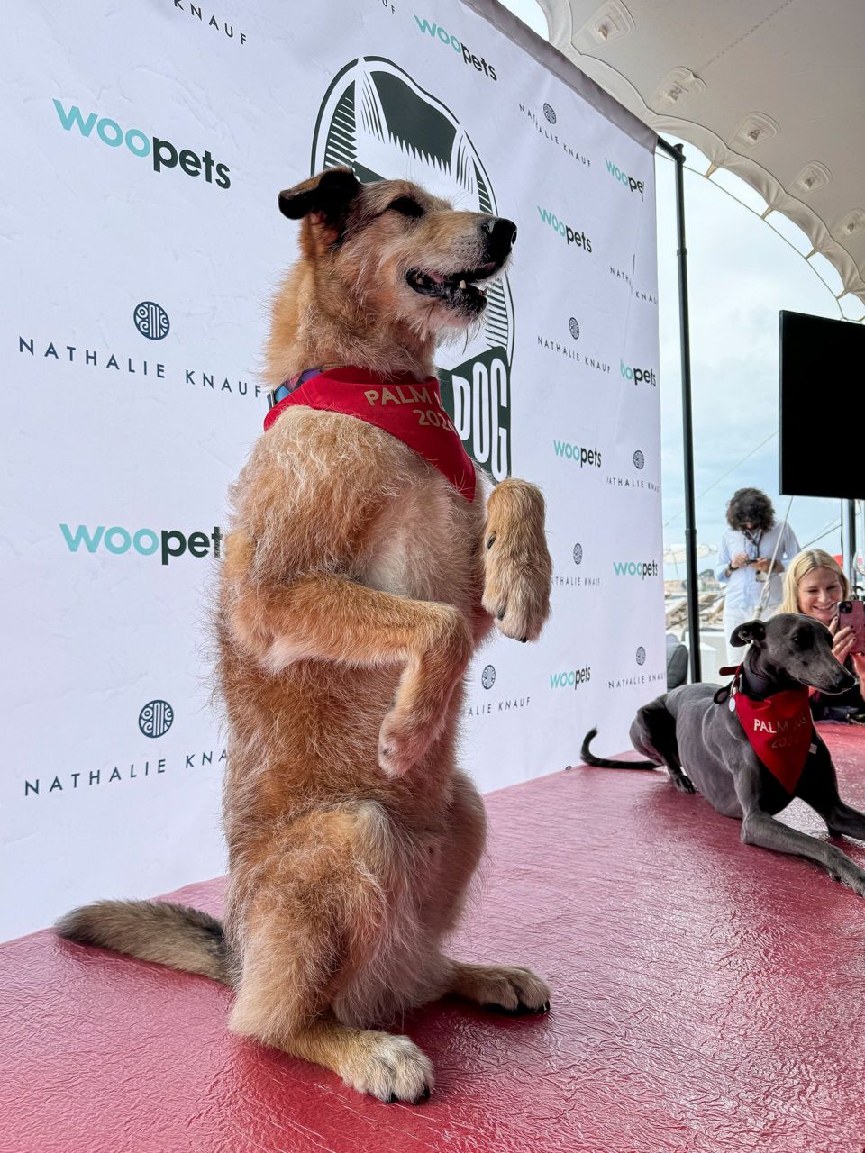 Palm Dog: Kodi, star of 'Dog on Trial,' is the top dog of Cannes