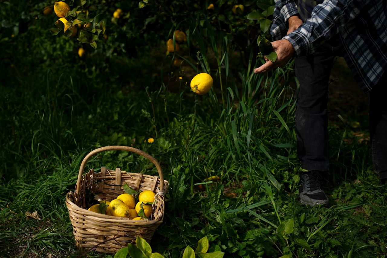 On French Riviera hillsides, the once-dominant Menton lemon gets ...