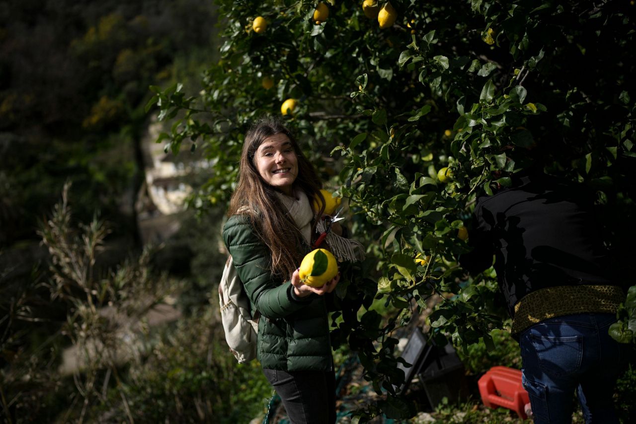 On French Riviera hillsides, the once-dominant Menton lemon gets squeezed by development