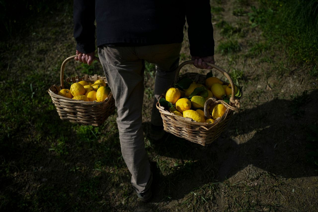 On French Riviera hillsides, the once-dominant Menton lemon gets ...