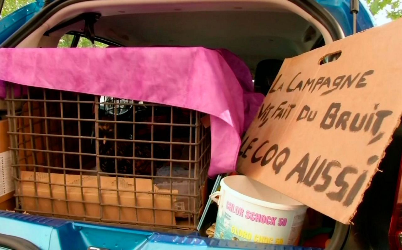 Cock-a-doodle-doo! French rooster crows over court win