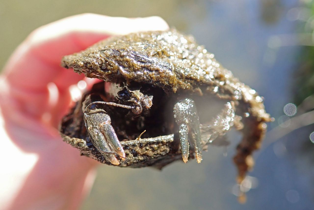 Scientists seeking cause of huge freshwater mussel die-off