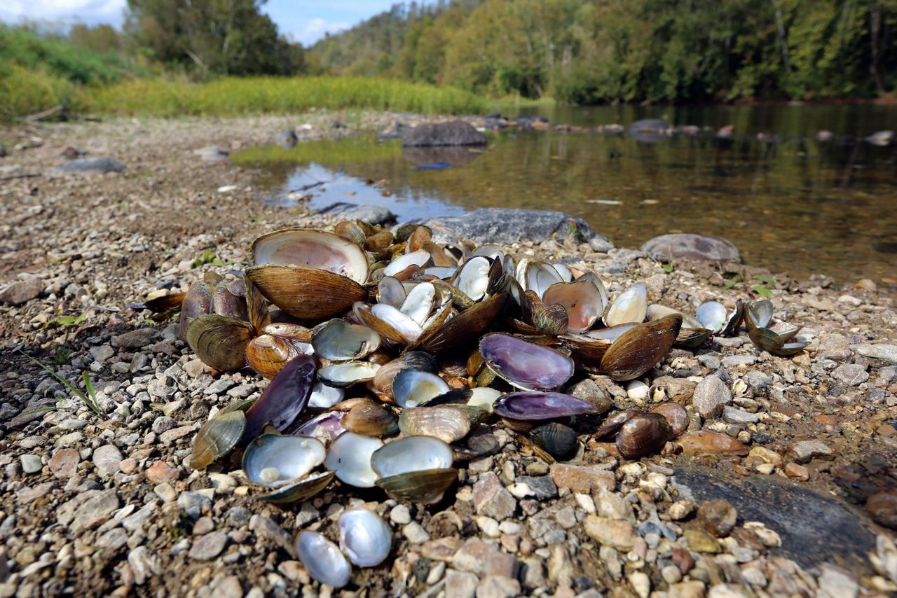 Scientists seeking cause of huge freshwater mussel die-off