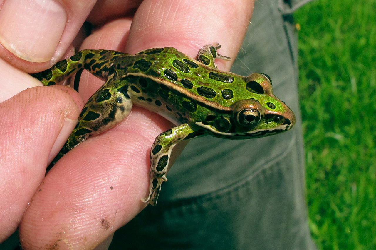 Frog population explodes in region of Vermont
